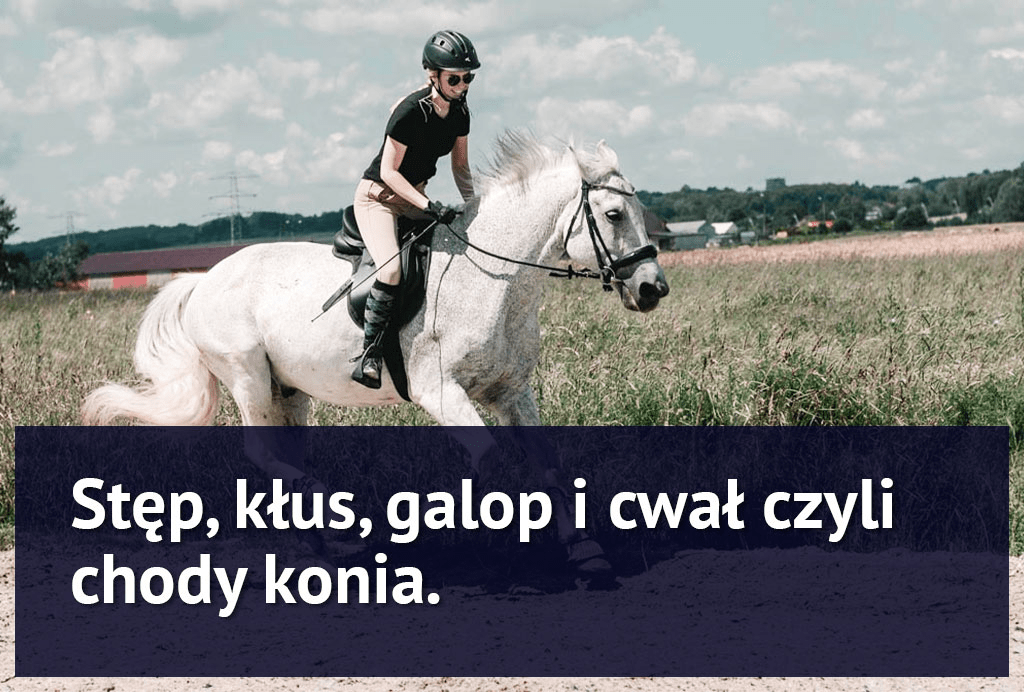 Walk, trot, canter, and gallop – horse gaits. Get to know all of them