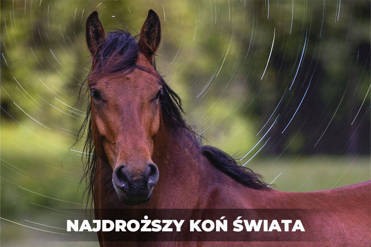 Rekordy wśród koni - jaka rasa konia jest najdroższa? Rekordy aukcji koni - EQUISHOP Sklep ...