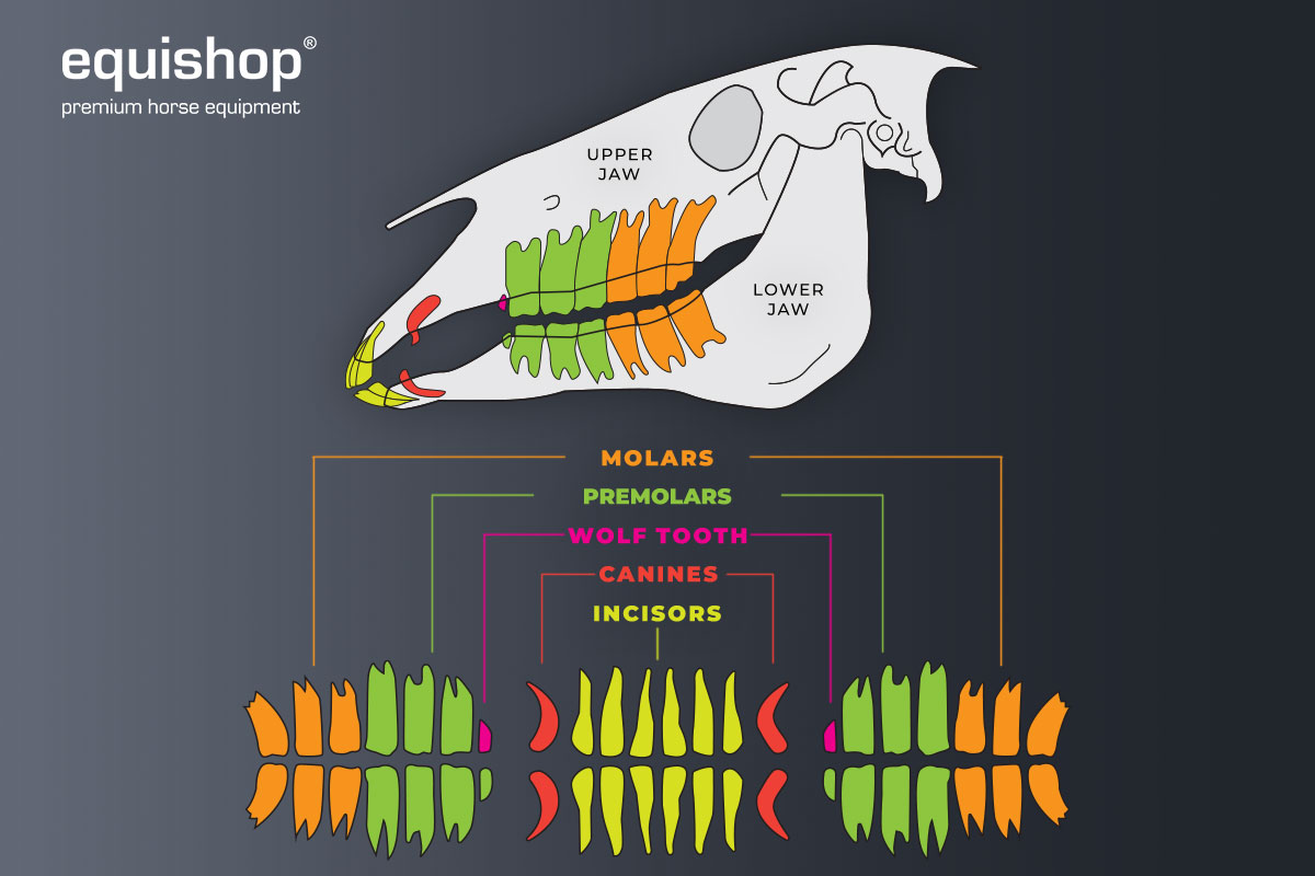Horse teeth. Most common issues with equine dentition. Horse teeth and ...
