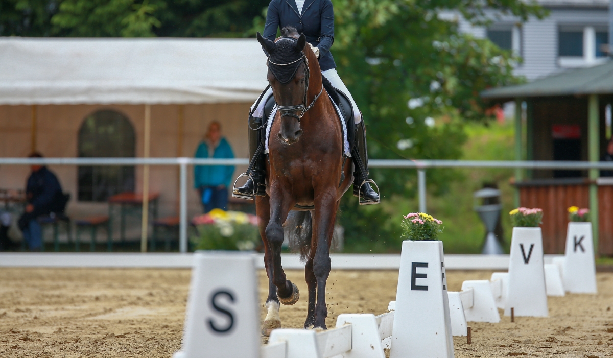Secrets of the dressage arena - EQUISHOP Equestrian Shop