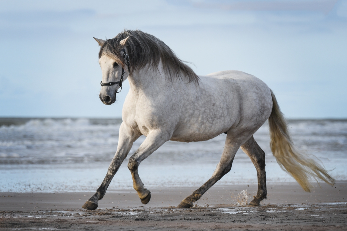 Andalúz ló- legismertebb spanyol lófajta - EQUISHOP Lovasbolt