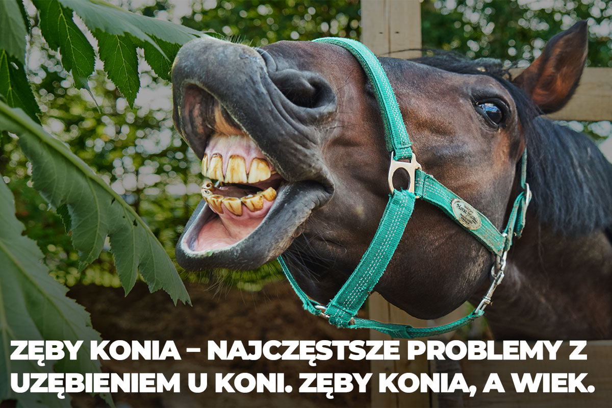 Zęby konia, a wiek. Najczęstsze problemy z uzębieniem u koni. Sklep ...