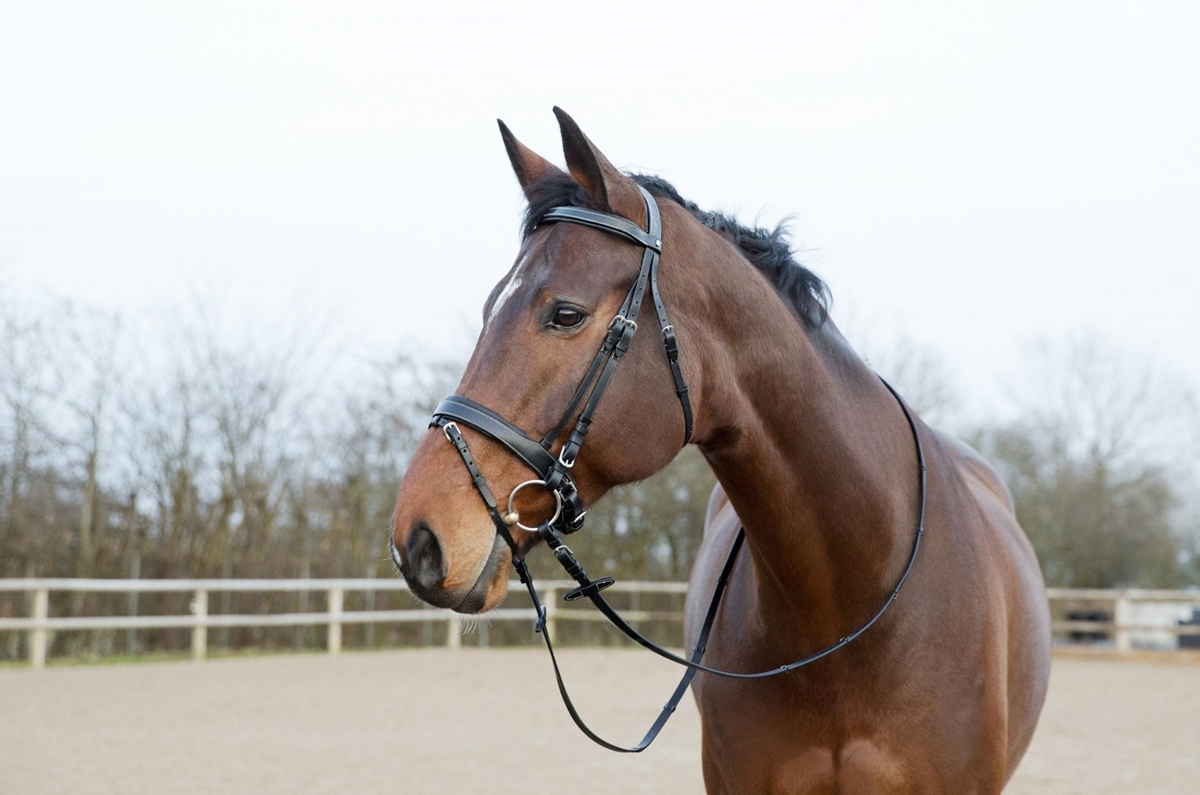 Types of bridles and their parts - EQUISHOP Equestrian Shop