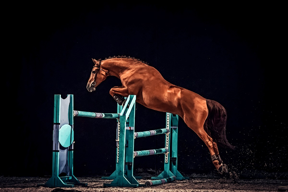 Horse show jumping–what are the bases of the most popular equestrian ...