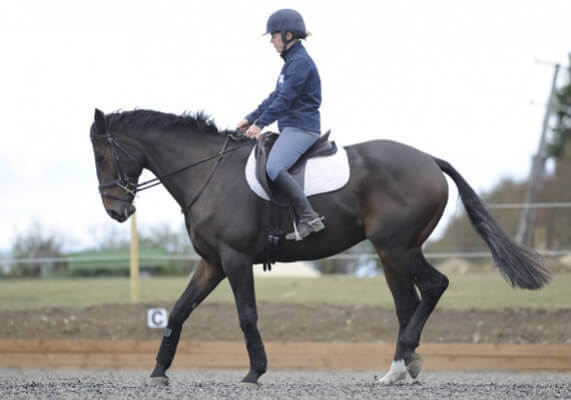 Few words on rein back - EQUISHOP Equestrian Shop