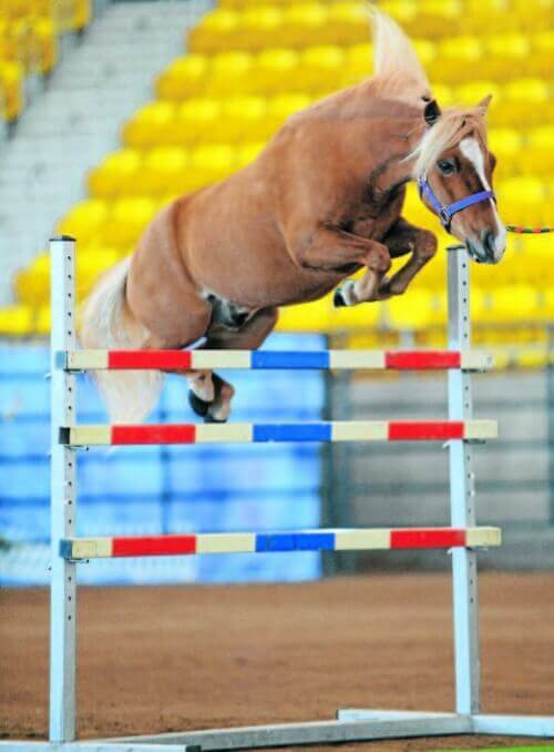 Horse Jumping High